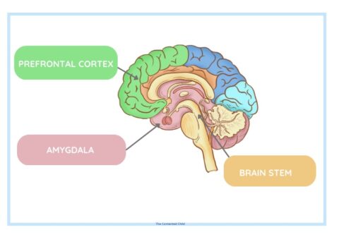 MY AMAZING BRAIN AND HOW IT KEEPS ME SAFE - The Contented Child