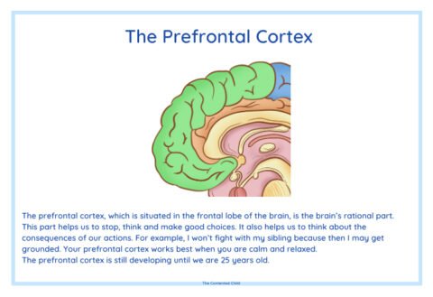 MY AMAZING BRAIN AND HOW IT KEEPS ME SAFE - The Contented Child