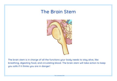 MY AMAZING BRAIN AND HOW IT KEEPS ME SAFE - The Contented Child
