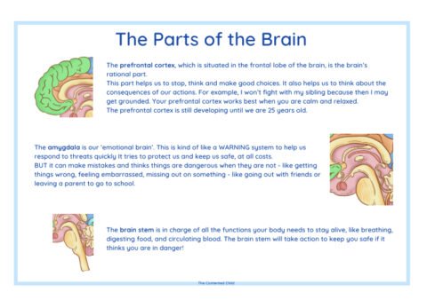 MY AMAZING BRAIN AND HOW IT KEEPS ME SAFE | The Contented Child